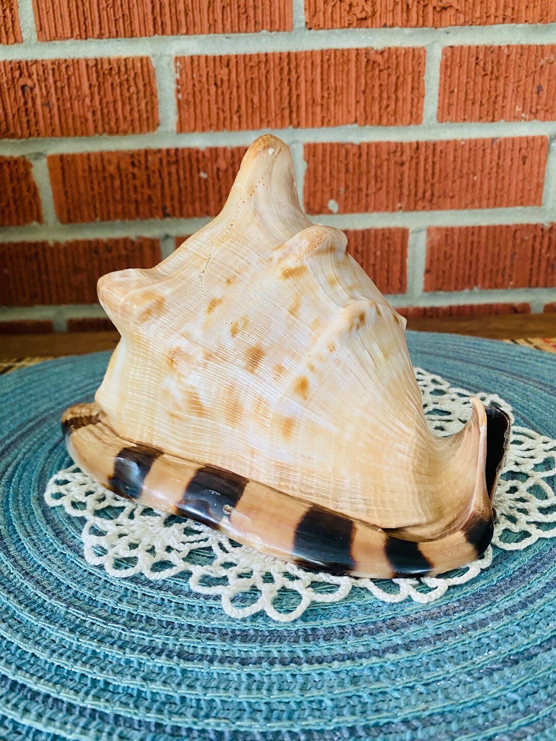 Large King Helmet Seashell - Etsy