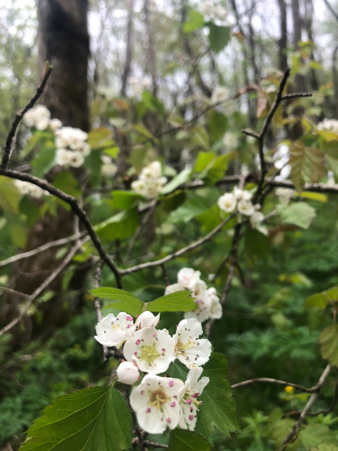 Hedge Riders Hawthorne Rose Elixir - Etsy