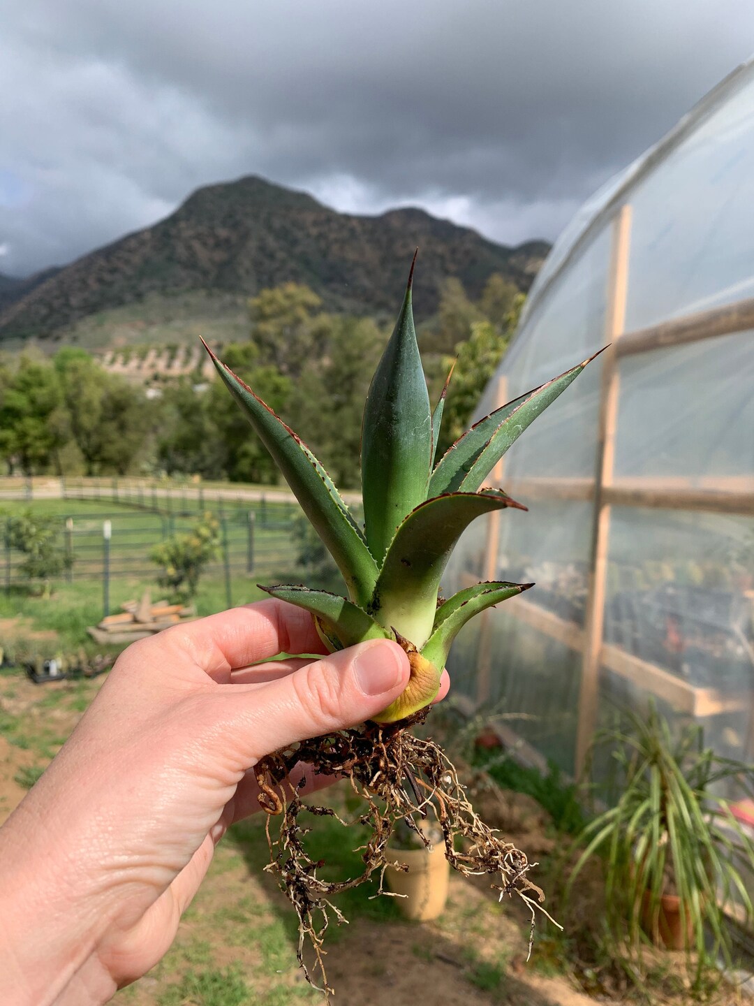 Agave Blue Glow Clones Rooted and Healthy Live - Etsy Österreich