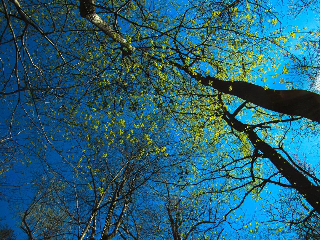 Tree Photography Print /nature Photography Prints / Nature Photography ...