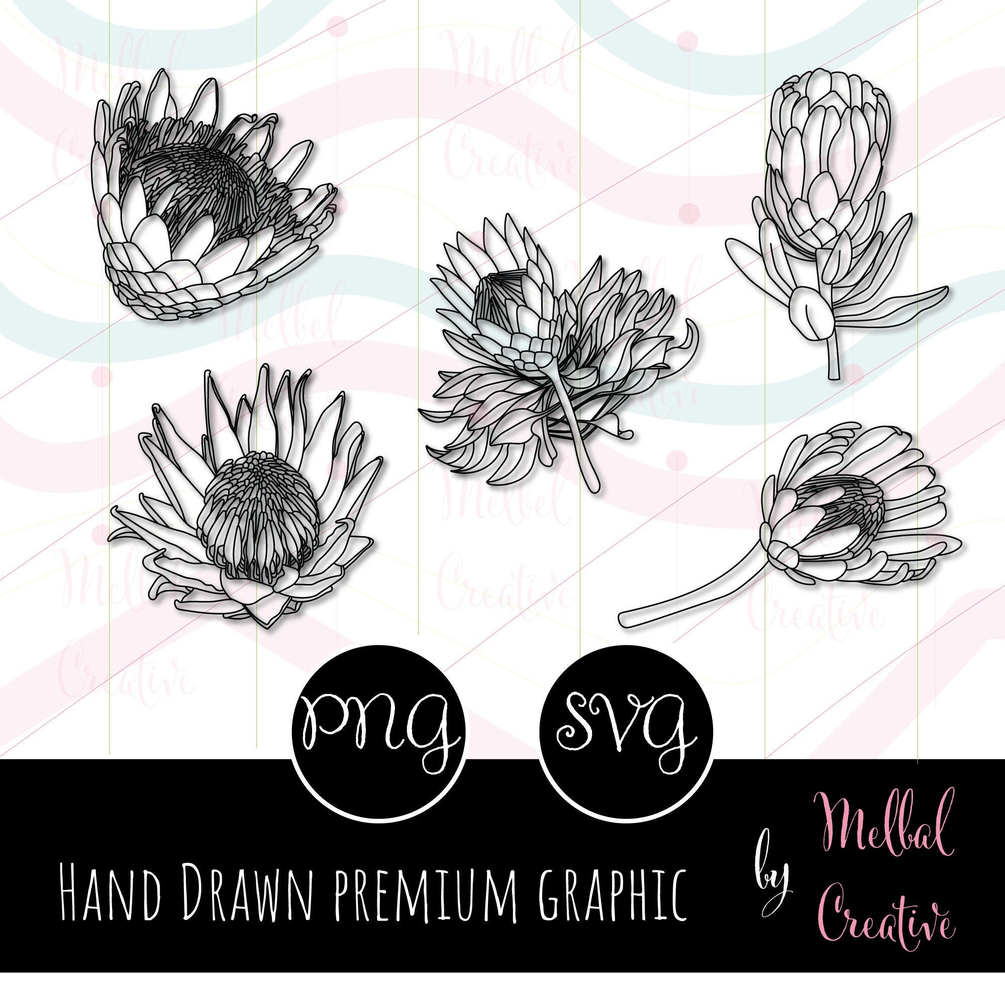 Protea Flower Vector