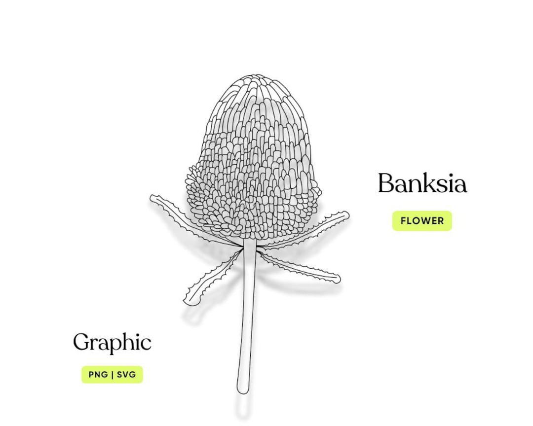 Banksia Flower Line Art | Australian Native, SVG PNG (digital Download ...