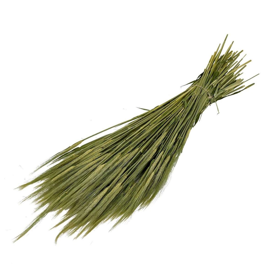 Decorative Grain - Dried Barley - Grain Bouquet - Green Color - Dried ...