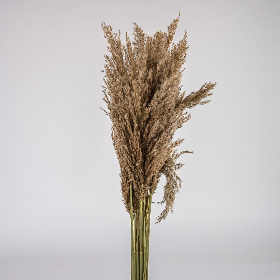 Pampas Grass Fluffy Dried Reed Grass 60-70 Cm - Etsy