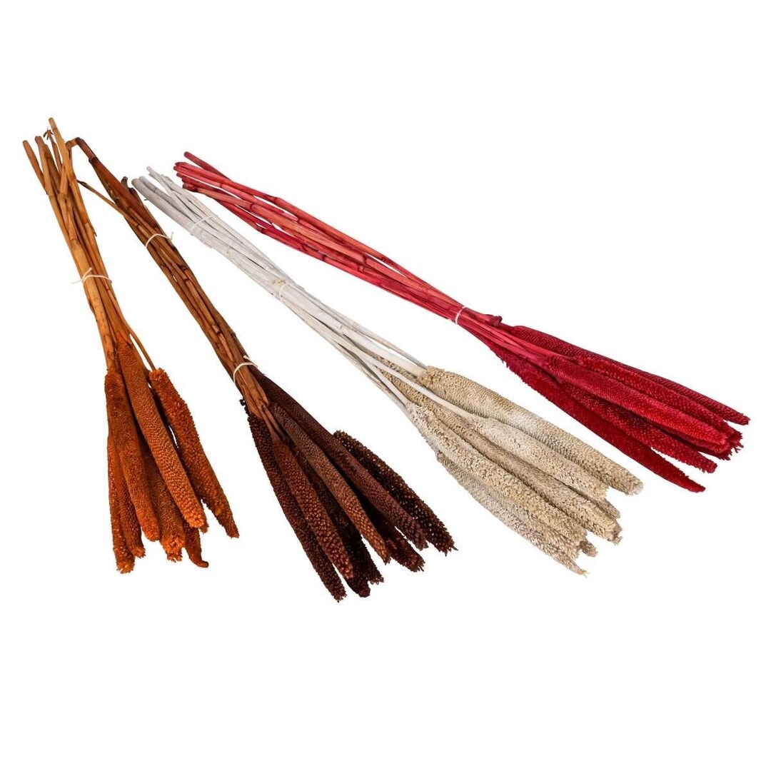 Reeds Babala Dried Dried Flowers Decoration Reeds in Different Colors ...