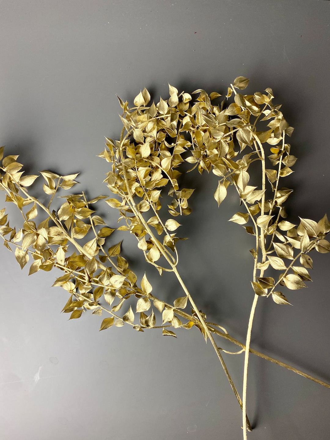 Dried Flowers Ruscus Butcher's Broom Dried Flowers - Etsy