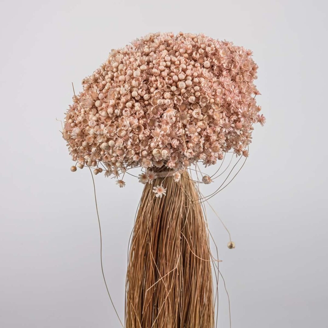 Dried Flowers Glixia Dried, White, Pink Small Dried Flowers for ...