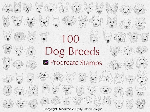 100 Dog Breeds Line Drawing Procreate Stamps Dog Stamps Dog - Etsy UK