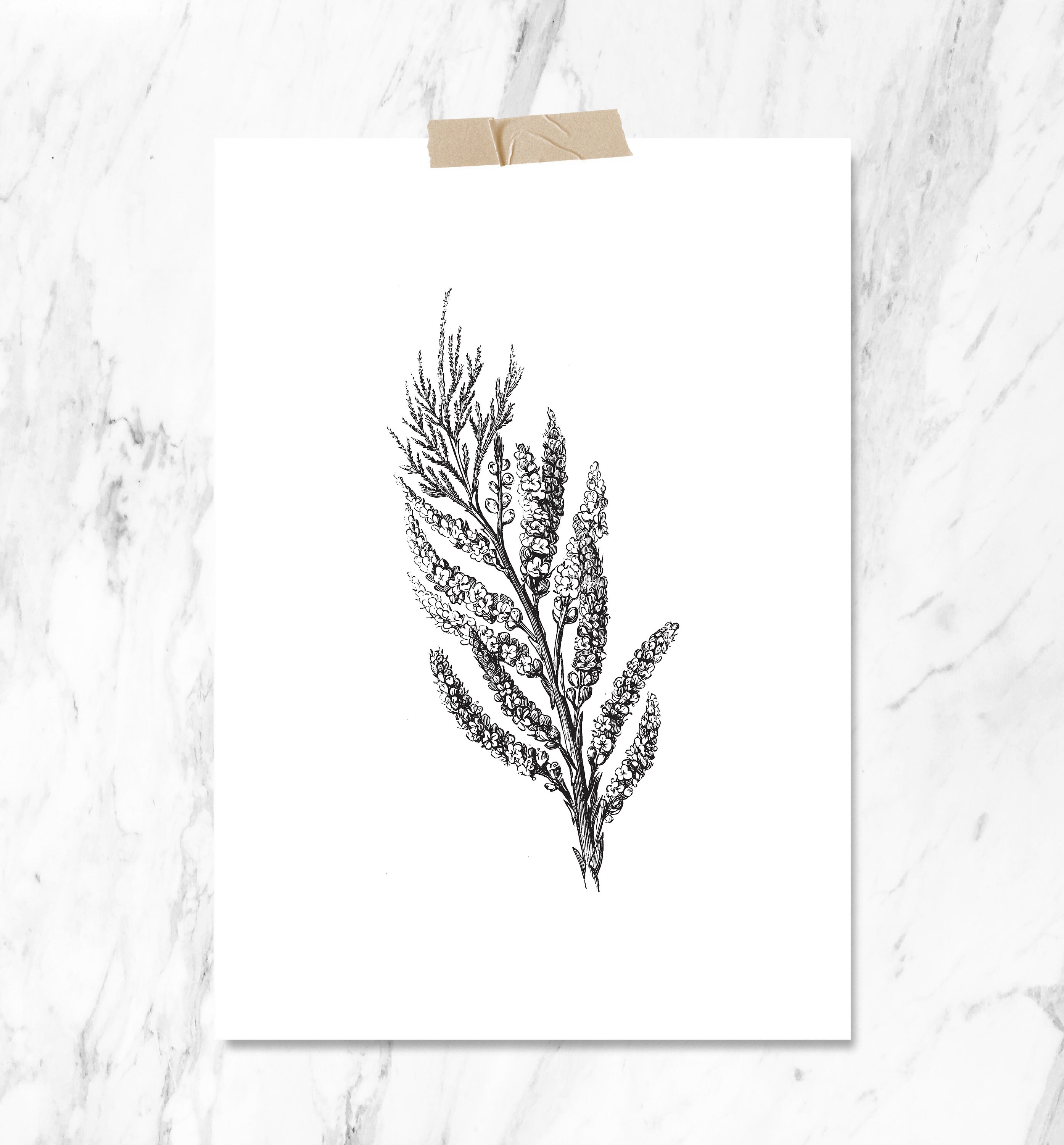 Rustic Drawing Art Plant Drawing Botanical Wall Art Vintage - Etsy