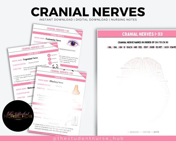 CRANIAL NERVES Study Guide Cranial Nerves Cheat Sheet - Etsy