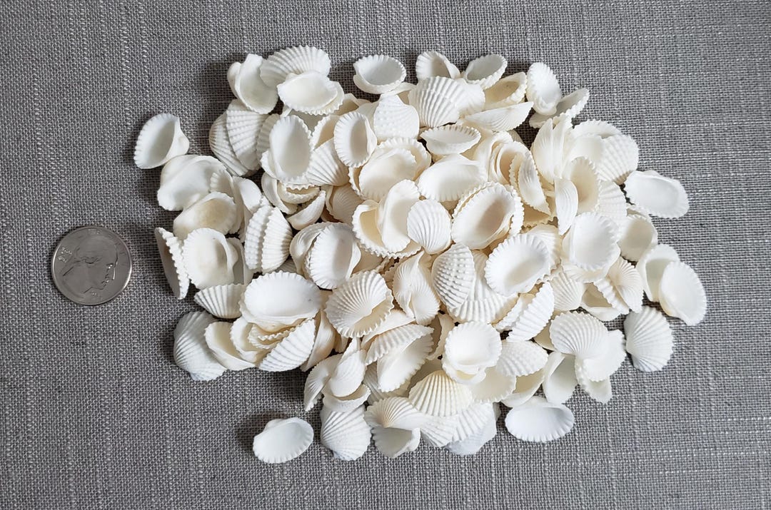 Tiny White Seashells for Craft Projects, Coastal Beach Craft Supplies ...