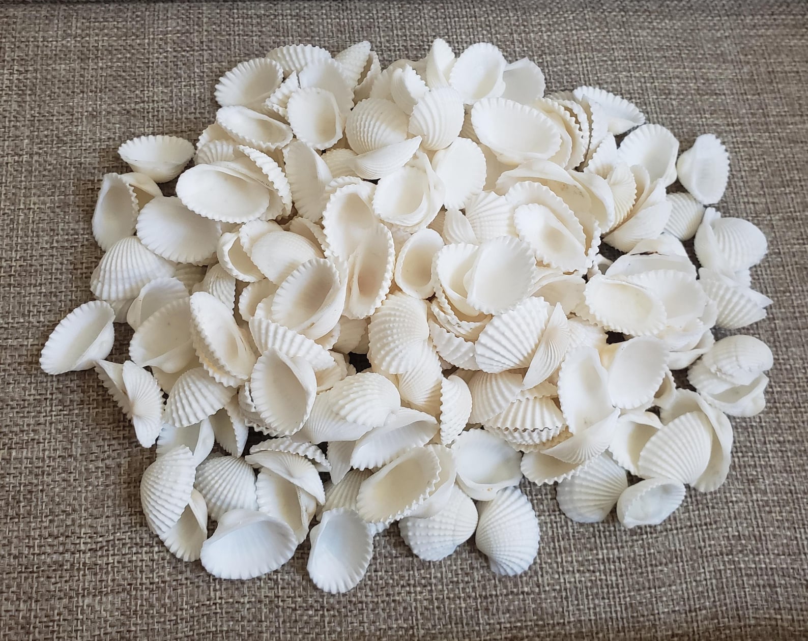 200 Tiny White Seashells for Craft Projects, Craft Supplies, Decorative Shells, Little White ...
