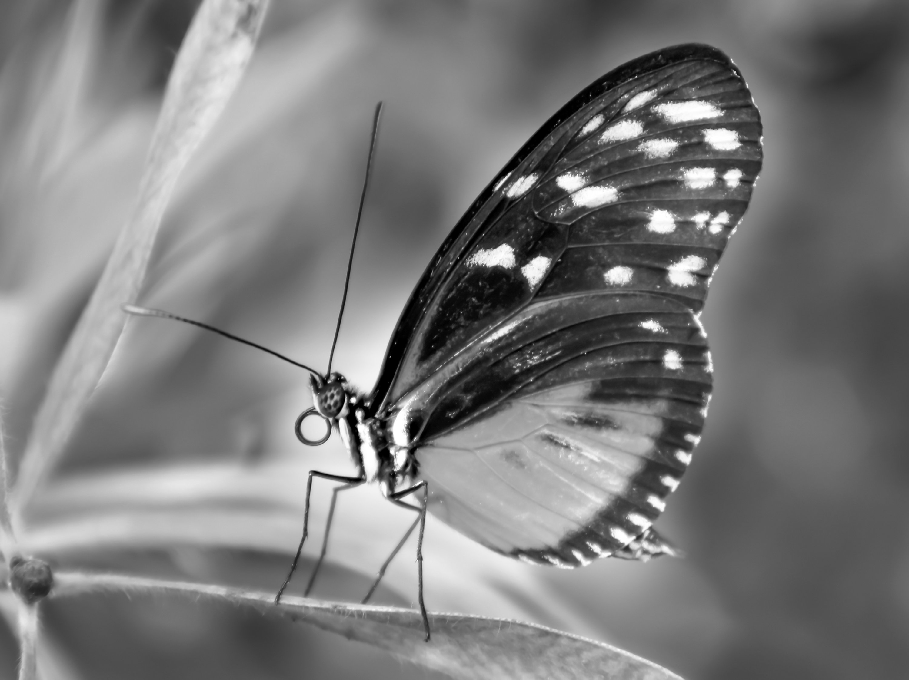 Precious Butterflies Grayscale Adult Coloring Book 10 Coloring - Etsy UK