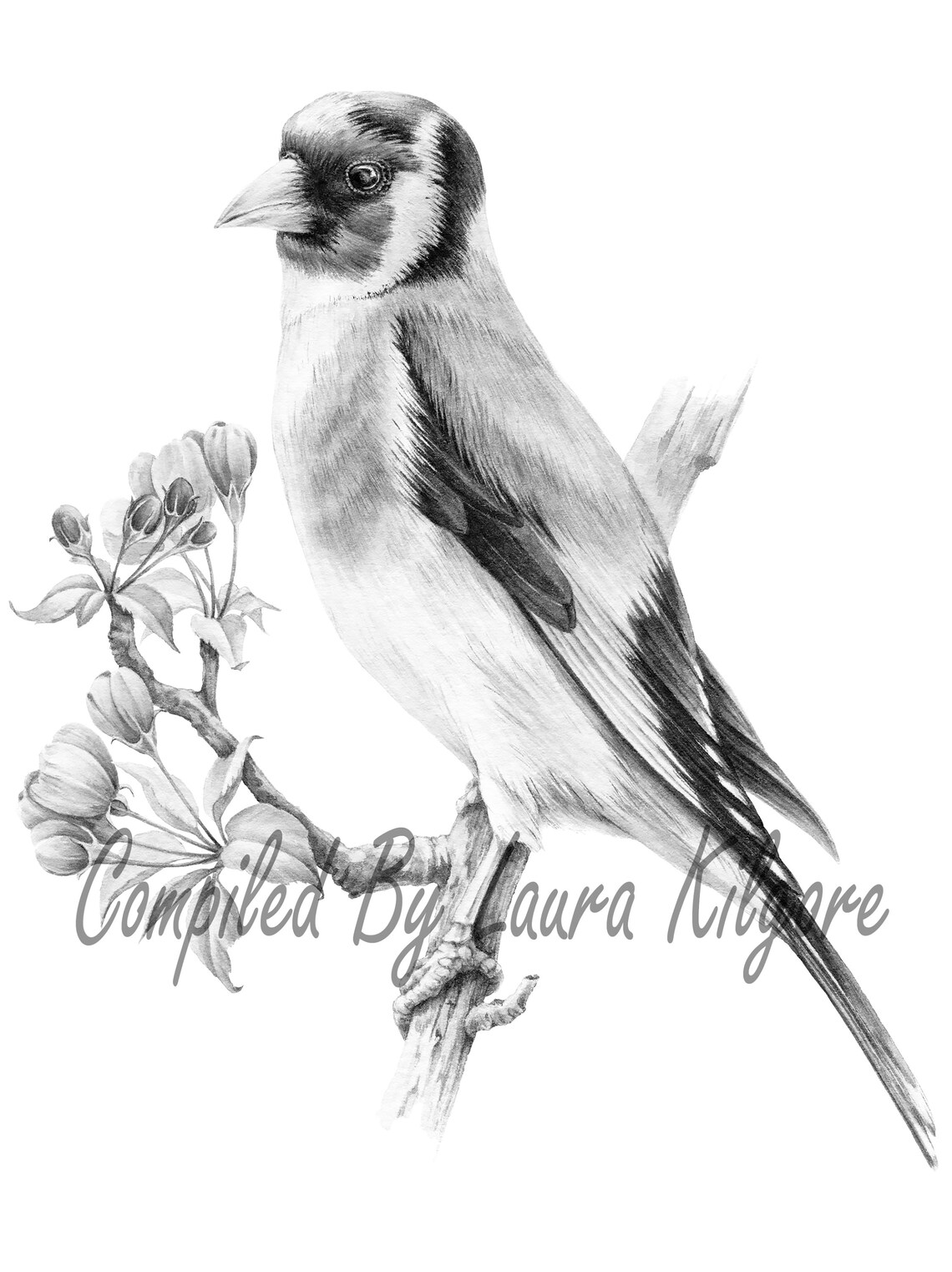 Painted Birds 2: Adult Greyscale Coloring Book (PDF Pattern) - Etsy