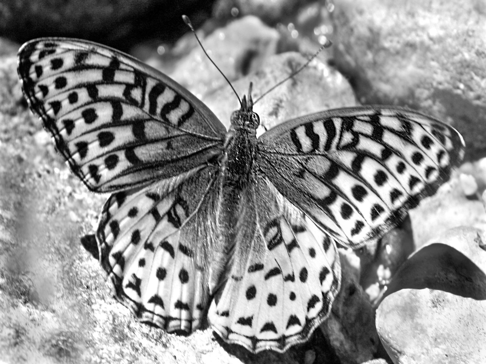 Precious Butterflies Grayscale Adult Coloring Book 10 Coloring - Etsy UK