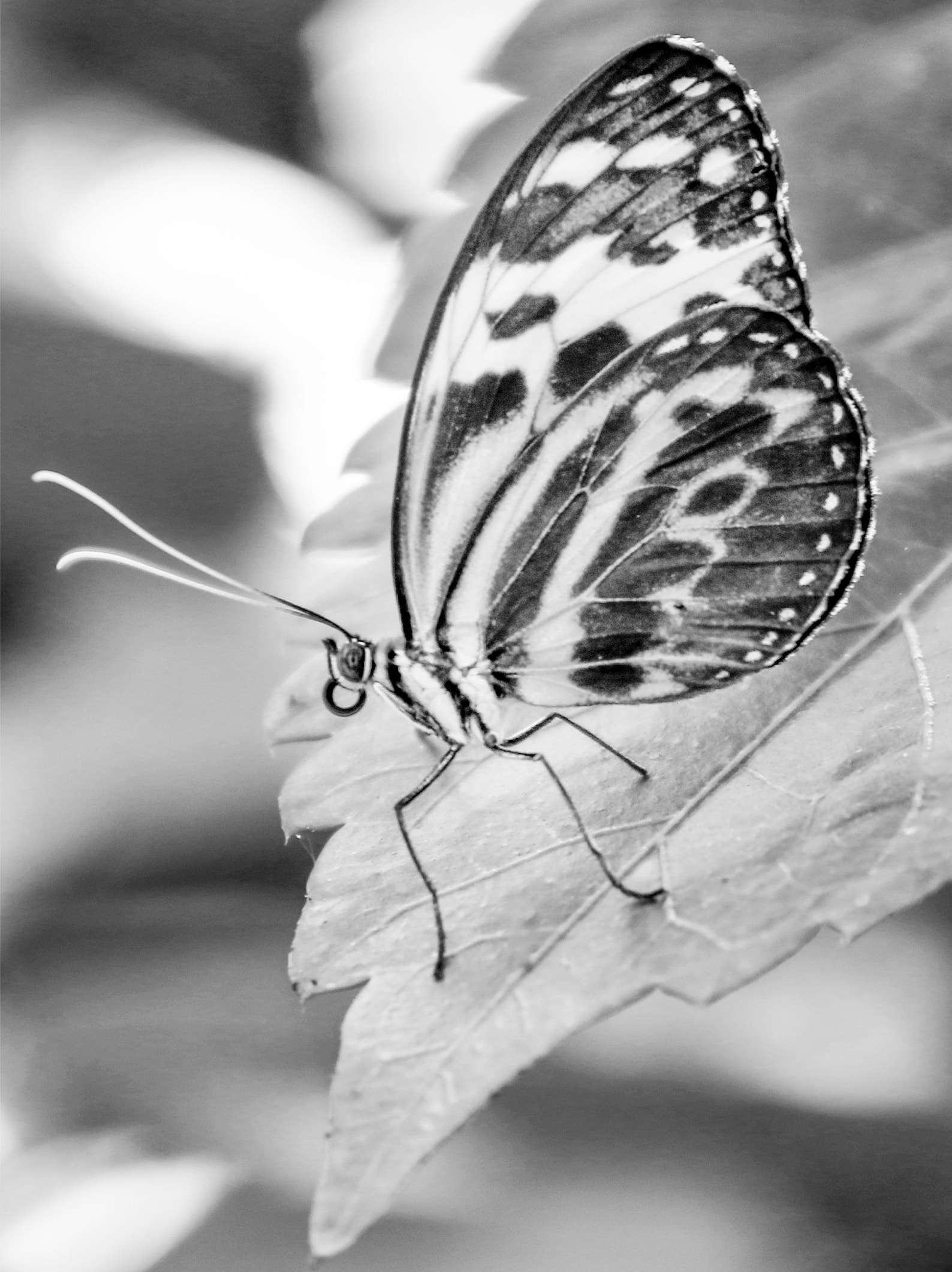 Precious Butterflies Grayscale Adult Coloring Book 10 Coloring - Etsy