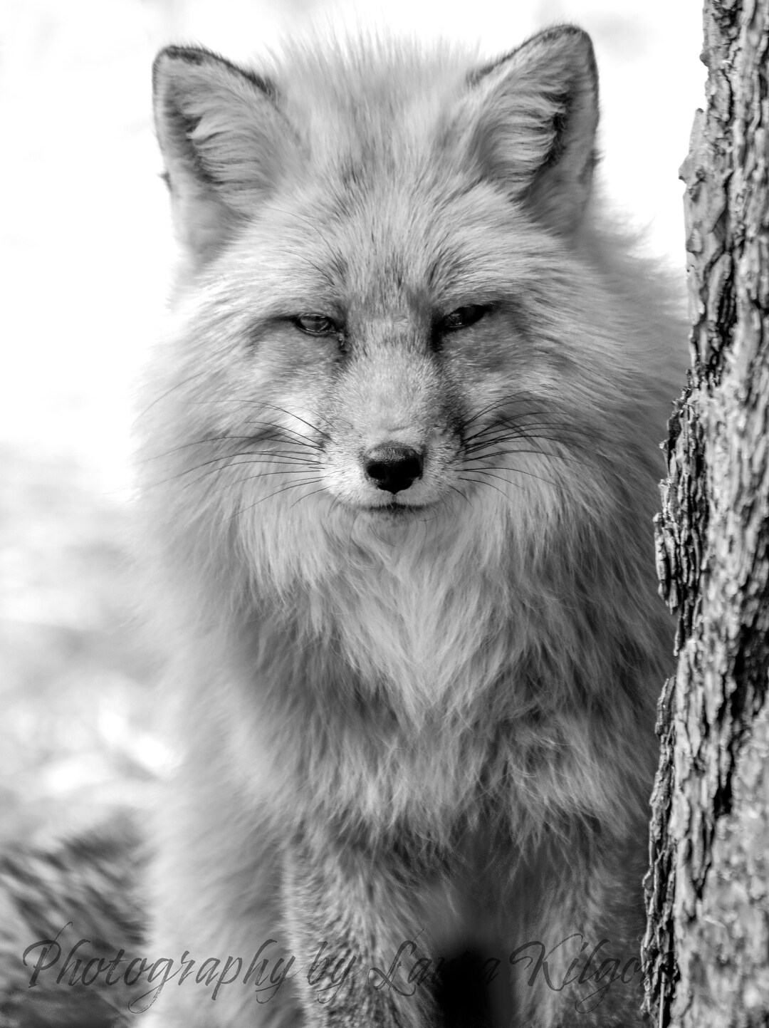 Fox Single Coloring Page in Greyscale High Resolution 8.5 X 11 Instant ...