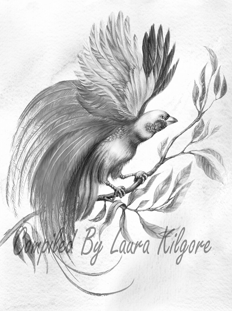 Painted Birds 2: Adult Greyscale Coloring Book (PDF Pattern) - Etsy