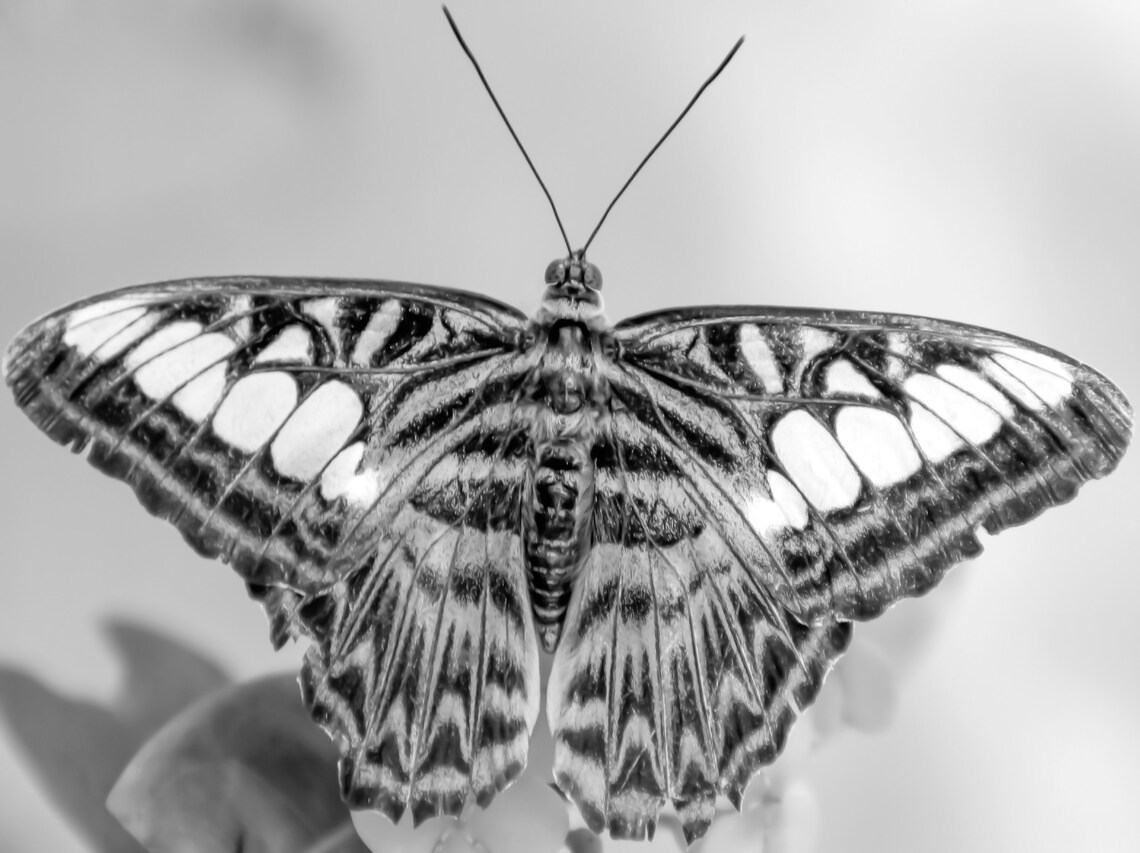 Precious Butterflies Grayscale Adult Coloring Book 10 Coloring - Etsy