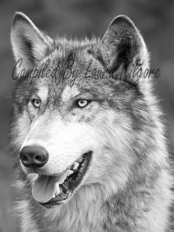 Beautiful Wolf Single Page in Greyscale High Resolution 8.5 X - Etsy