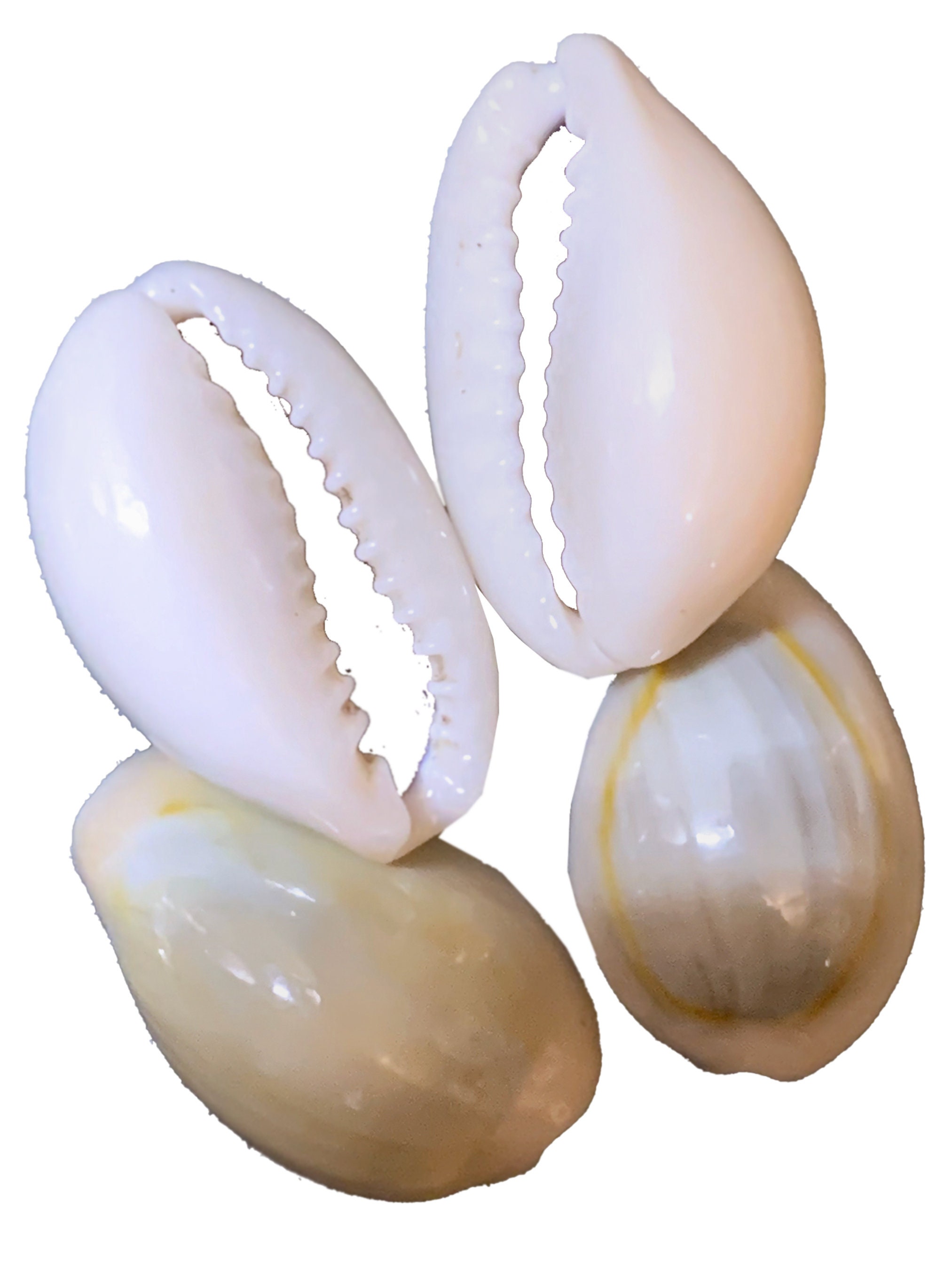 Obi Cowrie Shell Divination Kit - Etsy