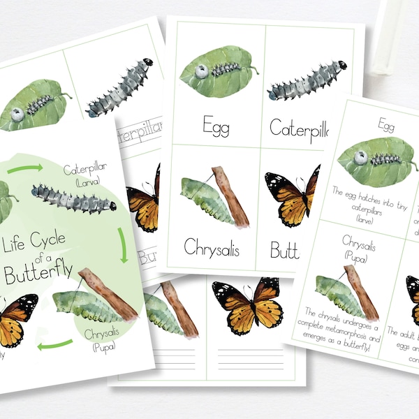 Butterfly Life Cycle - Etsy