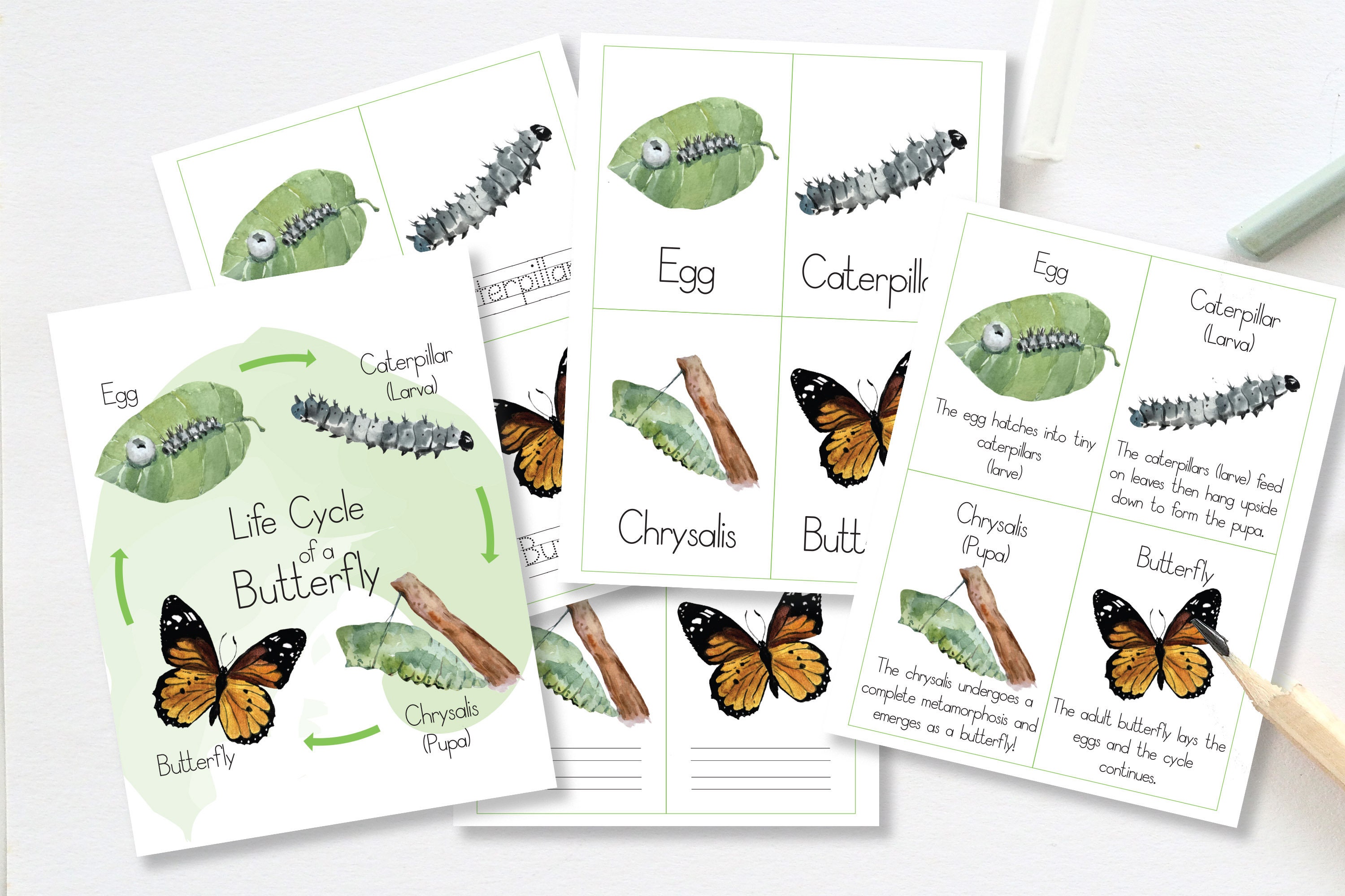 Butterfly Life Cycle Poster Lifecycle Unit Homeschool - Etsy
