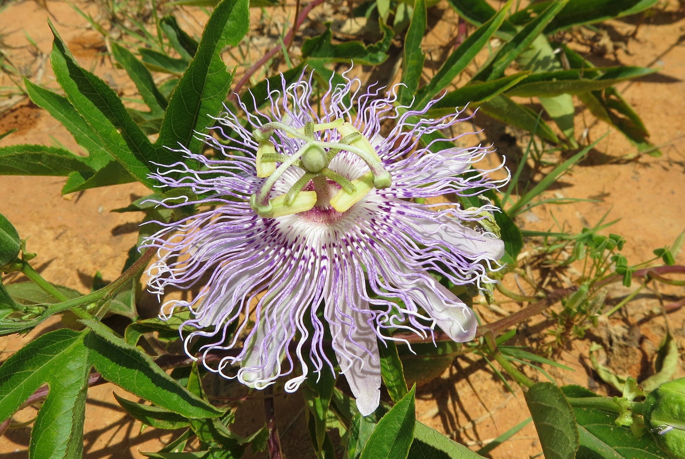 Maypop Flower Full Color Photo Print Suitable for Framing High Quality ...