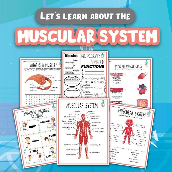 Muscular System For Kids Activities