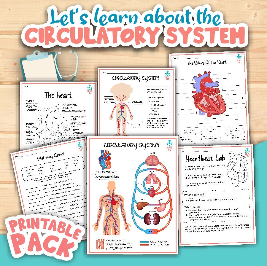 Circulatory System Activity Printables - Etsy