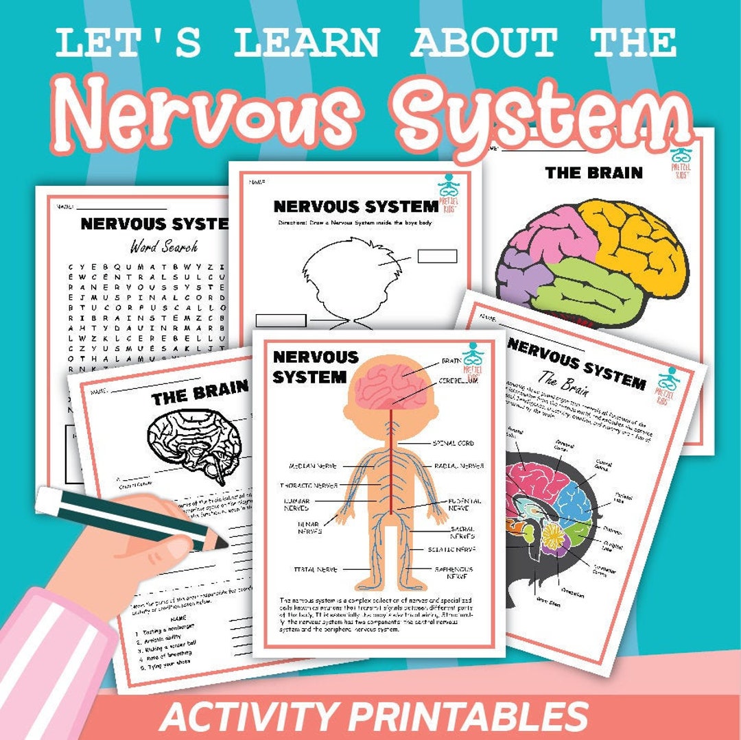 Let's Learn About the Nervous System! Educational Worksheets, Printable ...
