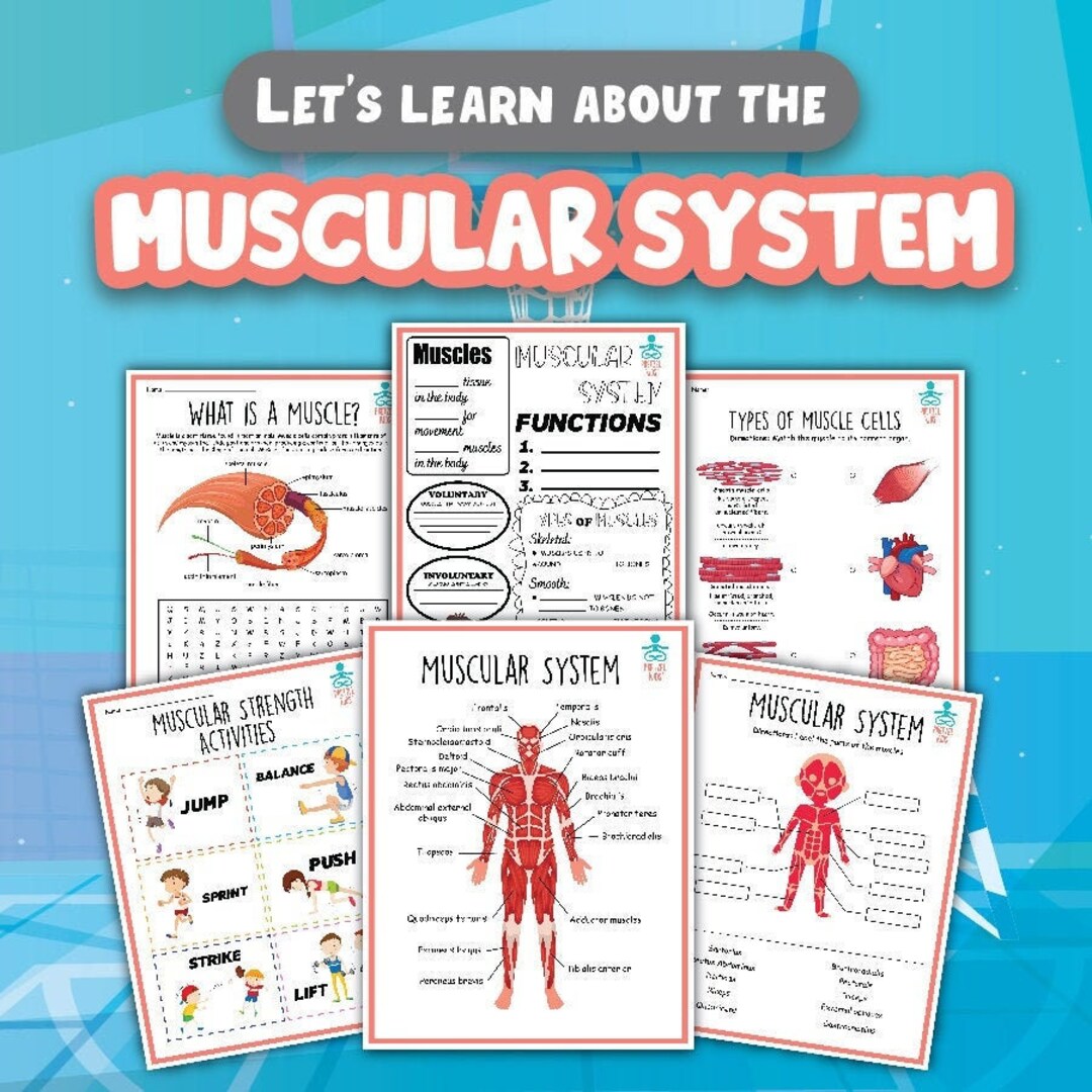 Let's Learn About the Muscular System! Printable Activities and ...