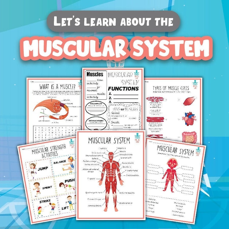 Let's Learn About the Muscular System! Printable Activities and ...