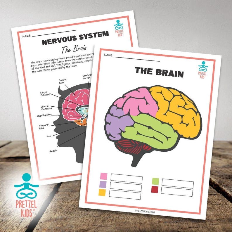 Let's Learn About the Nervous System! Educational Worksheets, Printable ...