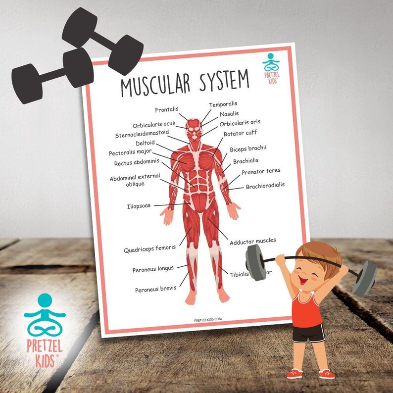 Let's Learn About the Muscular System! Printable Activities and ...