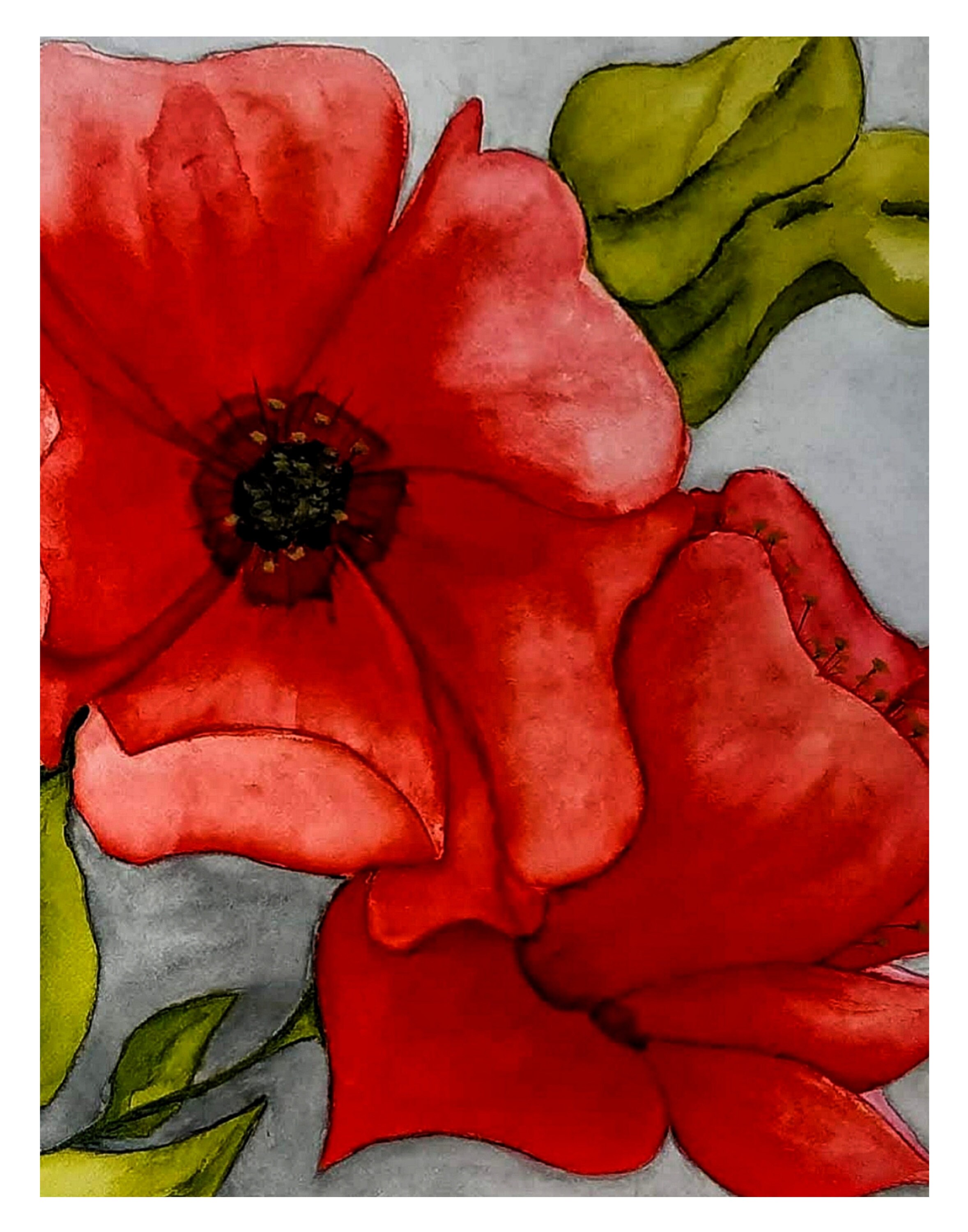 Botanical Art, Flower Illustration, Red Poppy Art Print, Poppy Card ...