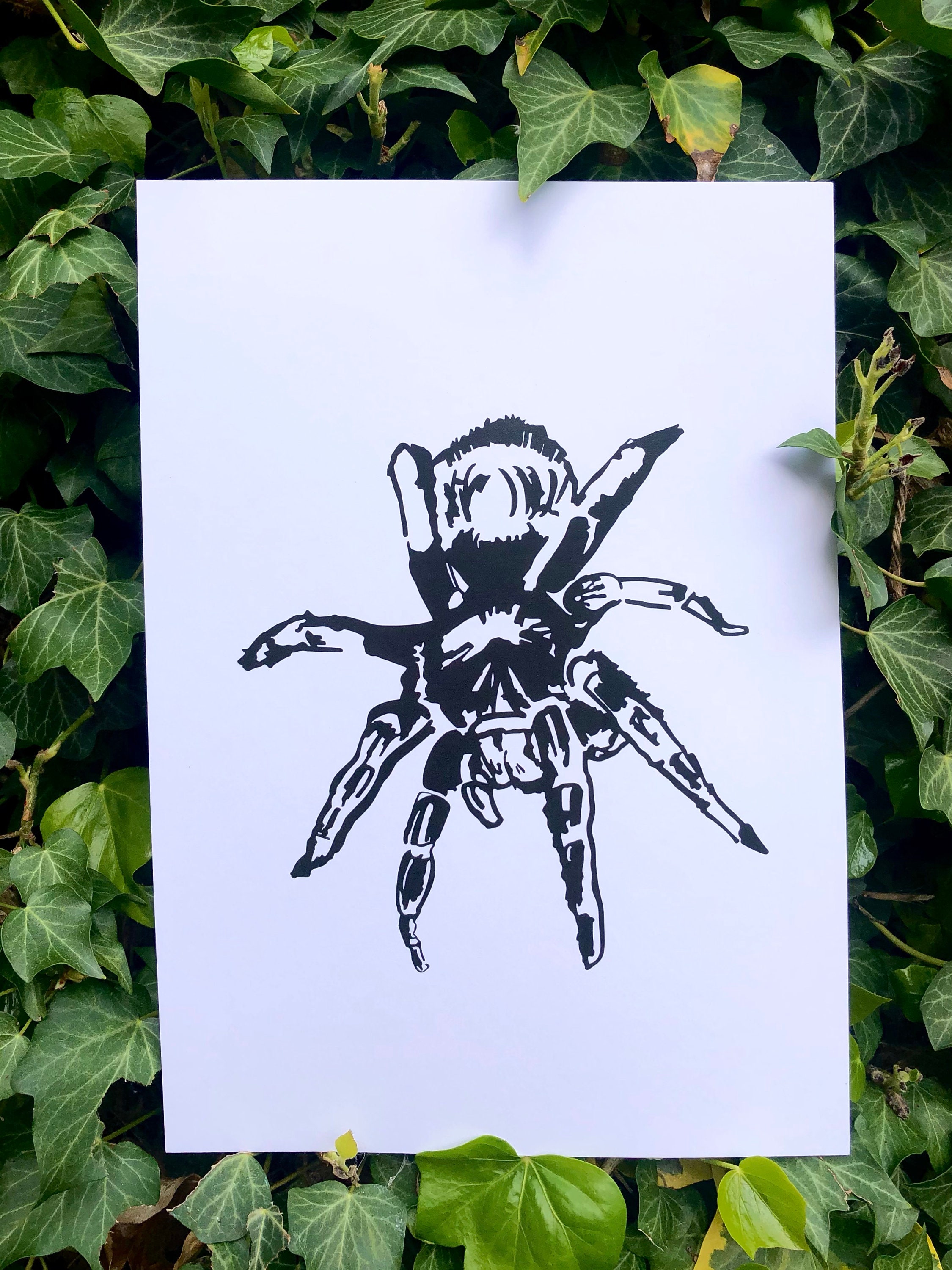 Tarantula Art Print | Spider Wall Art | Insect Print | Arachnid | Bug ...