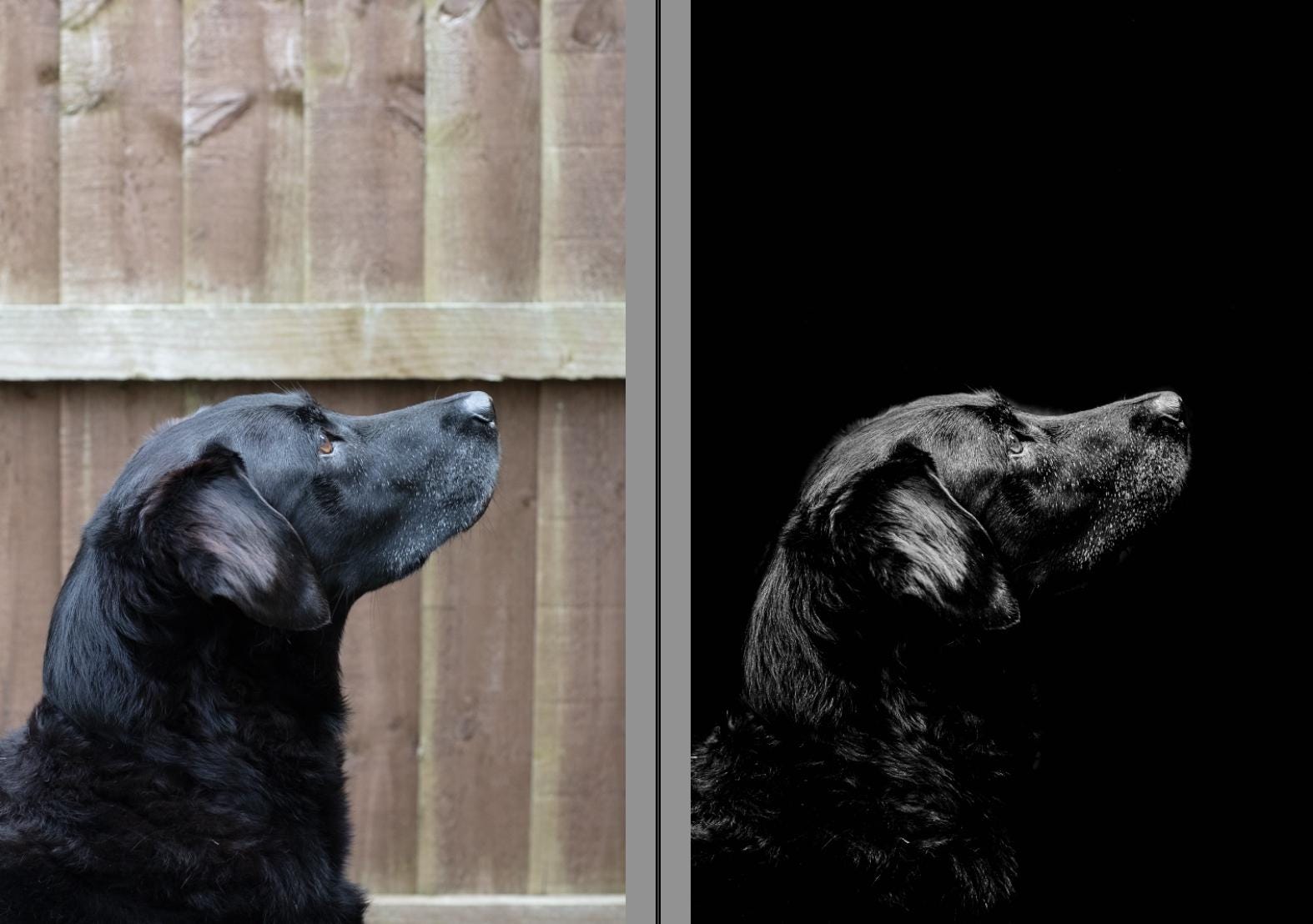 SE9 Postcode: Ruskin Park Pet Portrait and Studio Edit for Custom ...