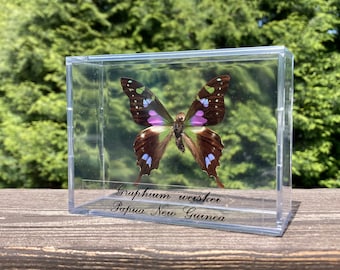 Real Deep Purple Butterfly Framed Taxidermy Eunica Excelsa - Etsy
