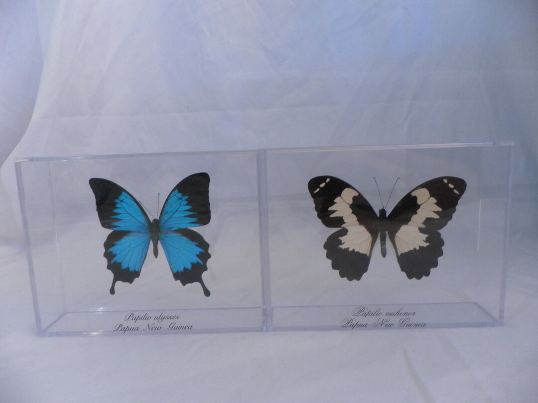 Two Pack of Large Real Butterflys in 3D Acrylic Cases/frames - Etsy