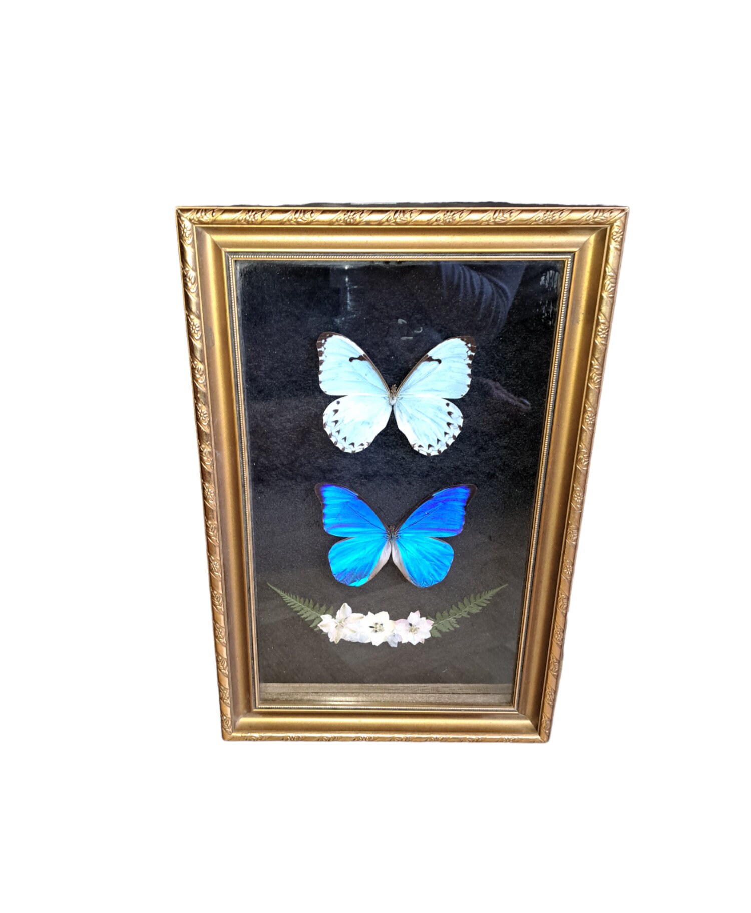 Echte Schmetterlinge