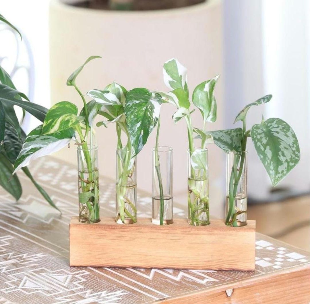 Wooden Propagation Station With Pruning Sheers - Etsy