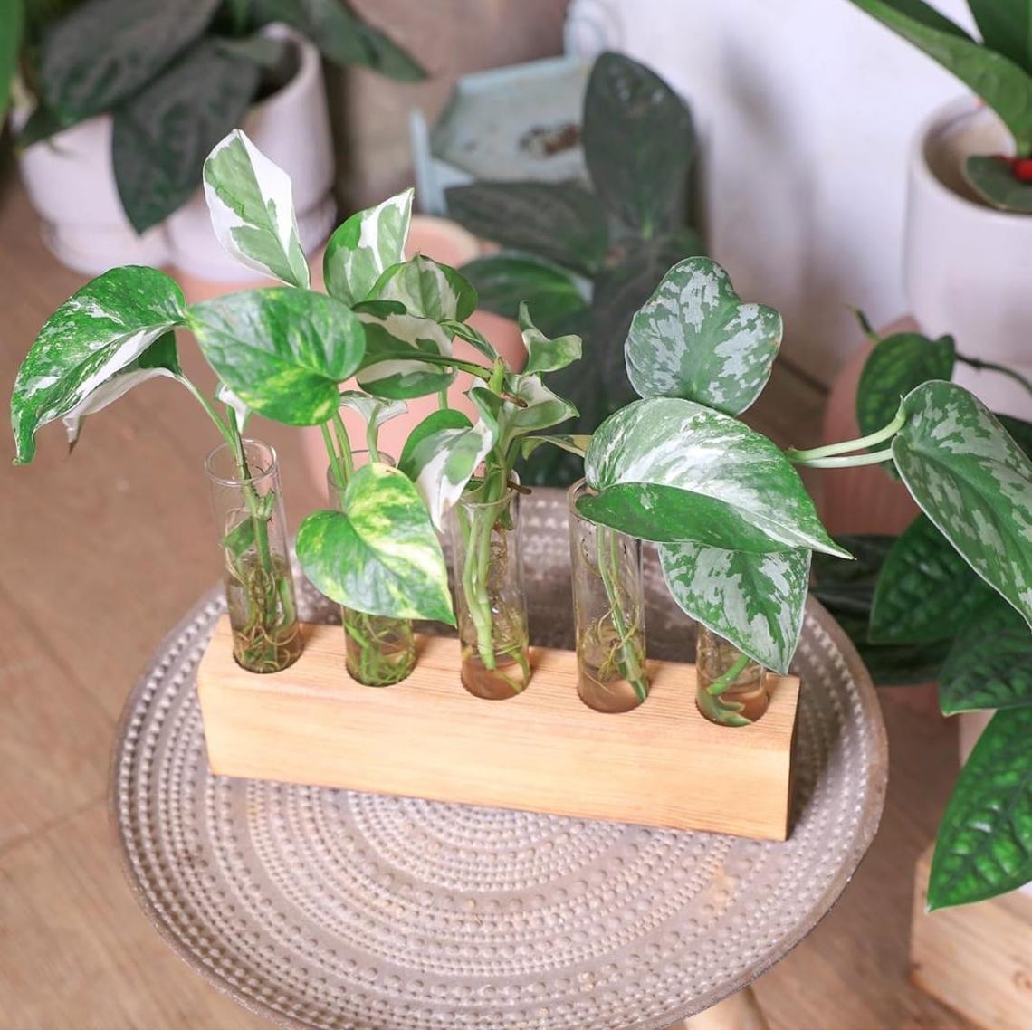 Wooden Propagation Station With Pruning Sheers - Etsy
