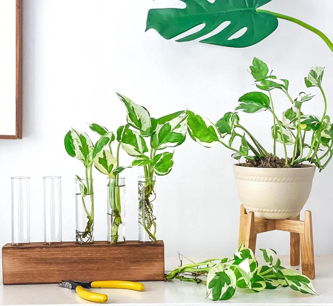 Wooden Propagation Station With Pruning Sheers - Etsy