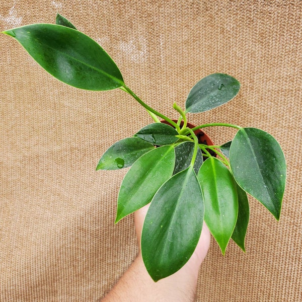 Philodendron - Etsy