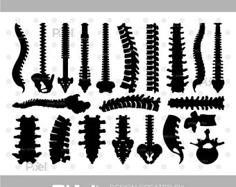 Printable Human Spine Labelled Svg, Png, Eps - Etsy