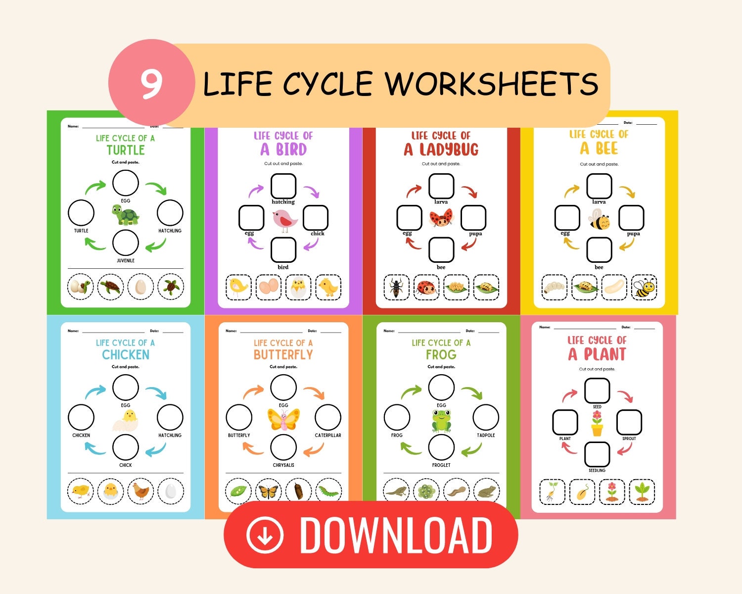 9 Life Cycle Activity Worksheets Pack for Kids, Children, Toddlers ...