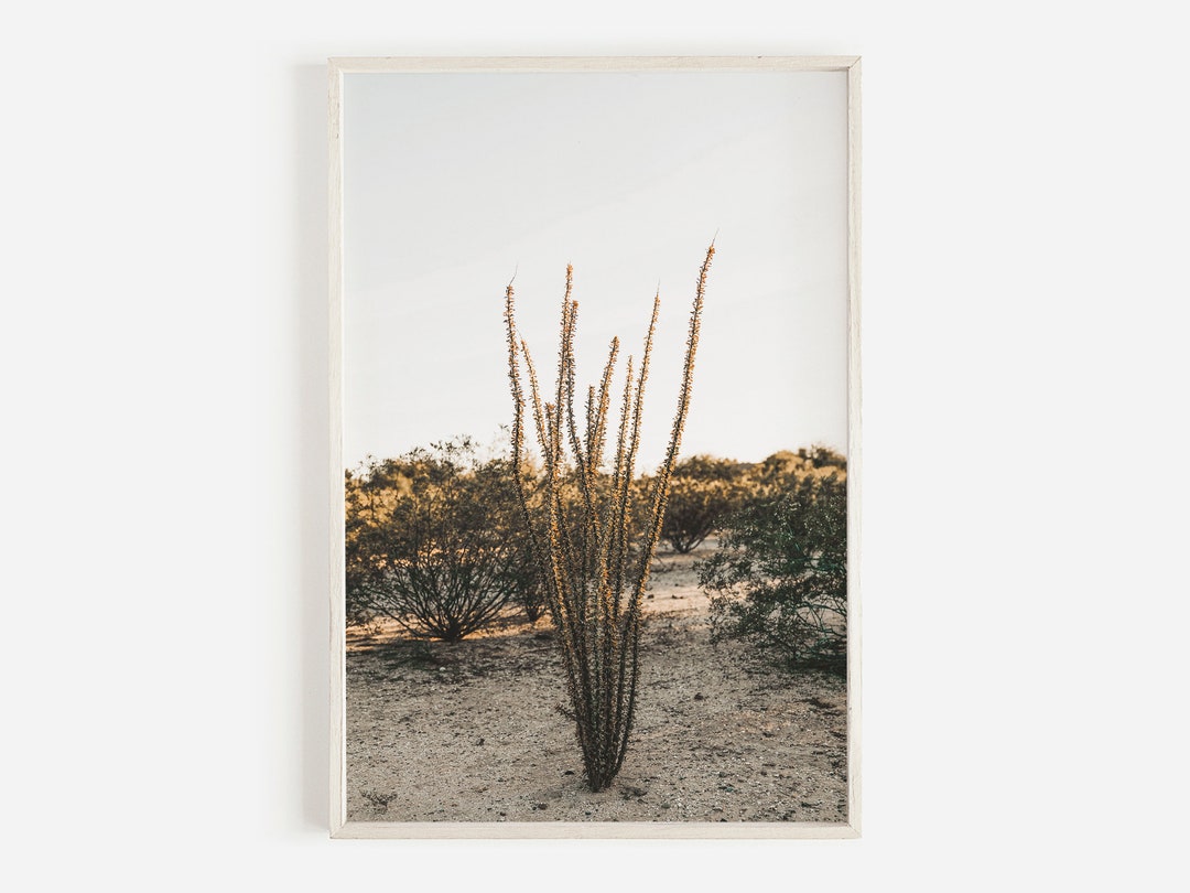 Ocotillo Cactus Landscape, Desert Flora Photography, Ocotillo Cactus ...