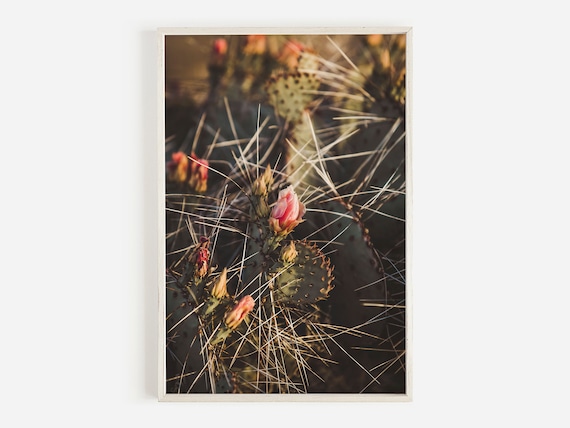 Cactus Flower Poster Pink Floral Art Arizona Cactus Print - Etsy