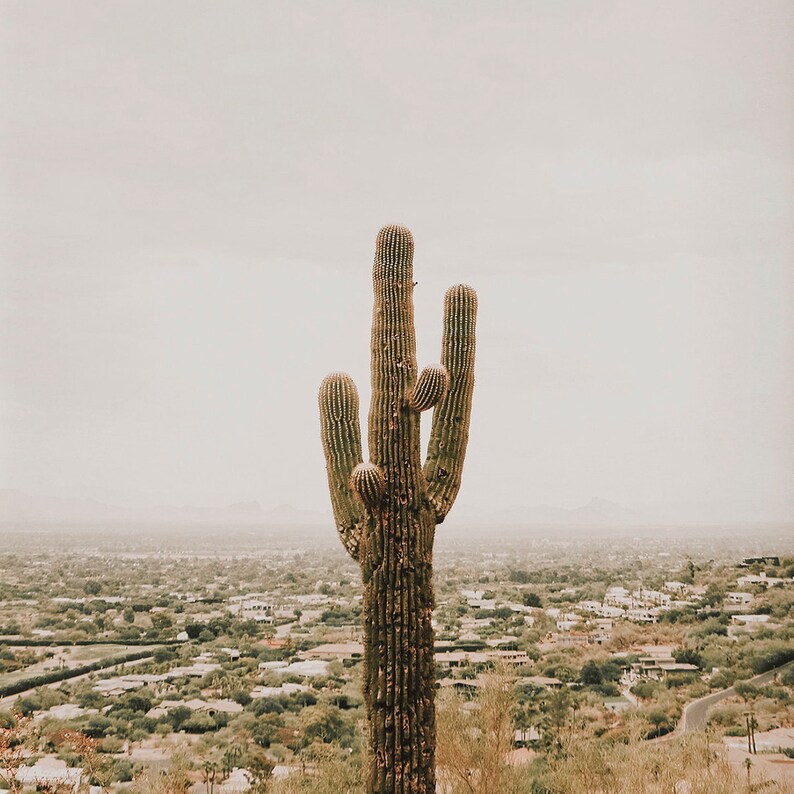 Single Saguaro in Summer Desert, Scottsdale Cactus Print, Desert ...